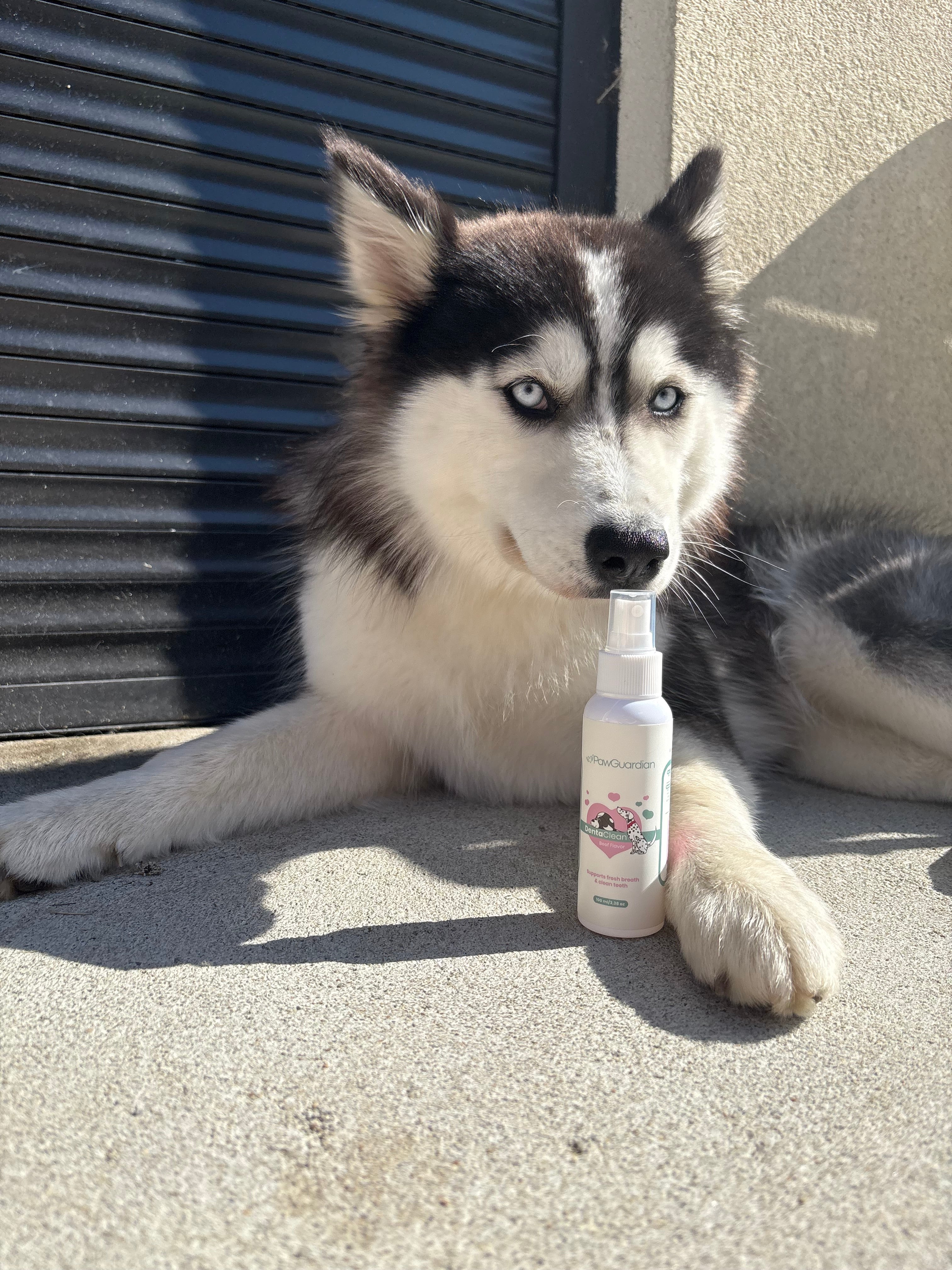 Variant B - UK - Brushing Angle – Paw Guardian